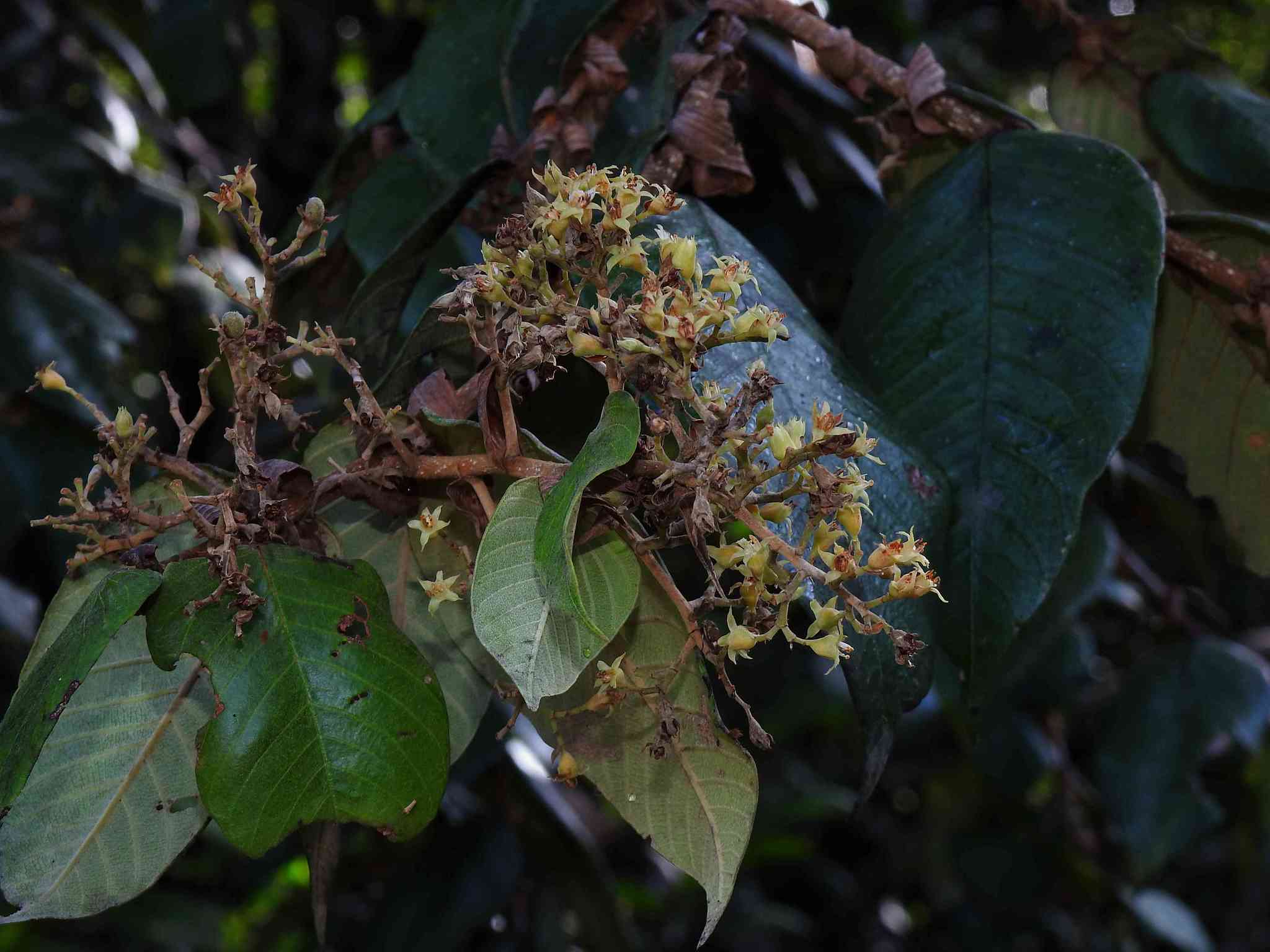 Parinari campestris Aubl.