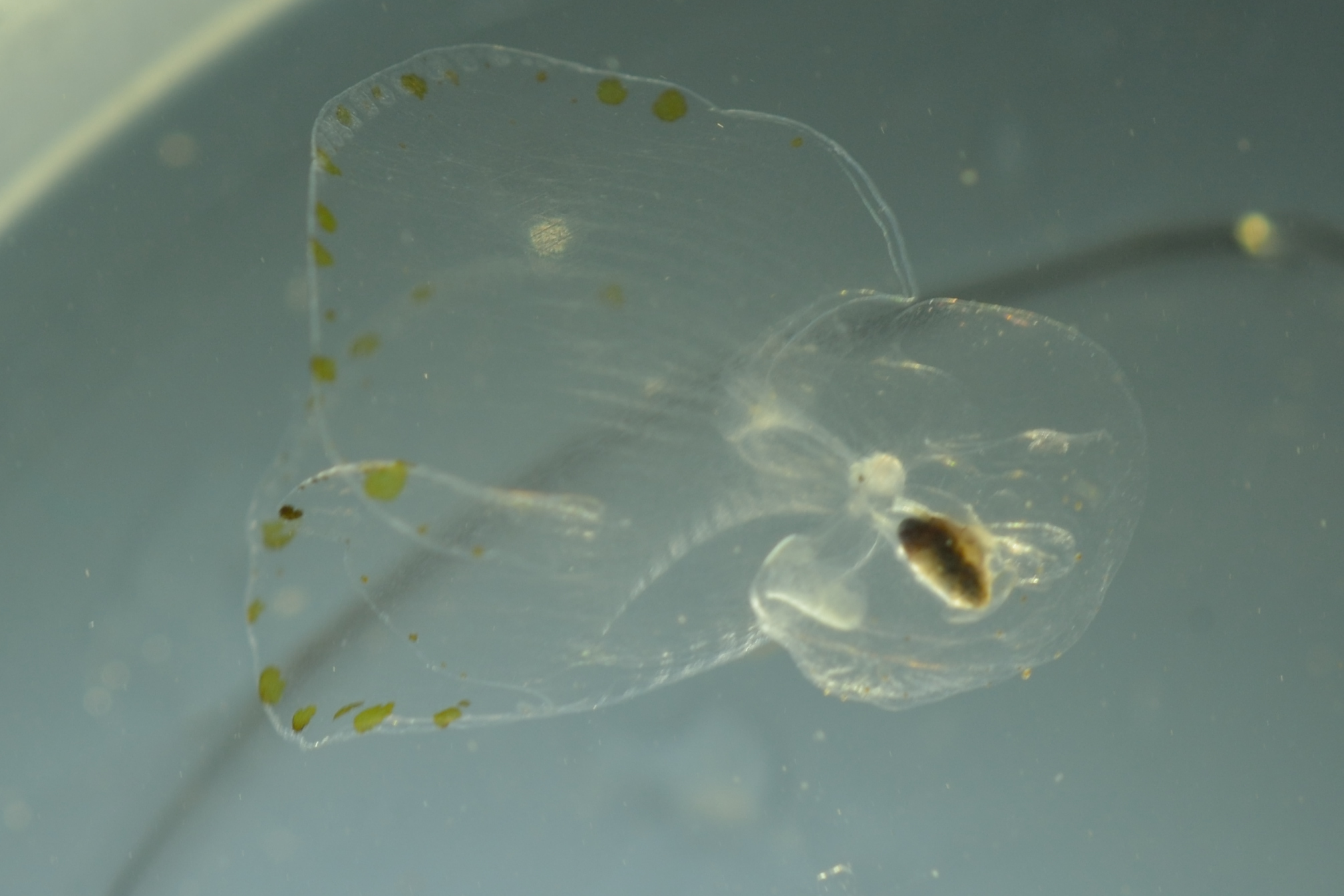 Gleba cordata Forsskål, 1776