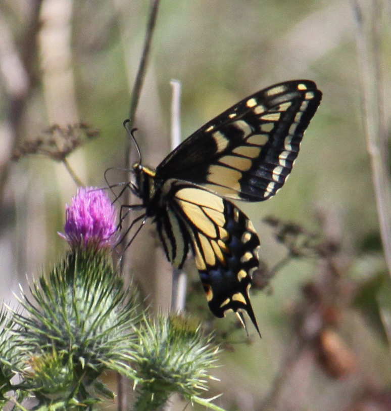 Anise Swallowtail (Butterflies of Rosewood Nature Study Area) · iNaturalist