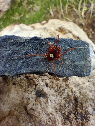 Genus Rhauculus · iNaturalist