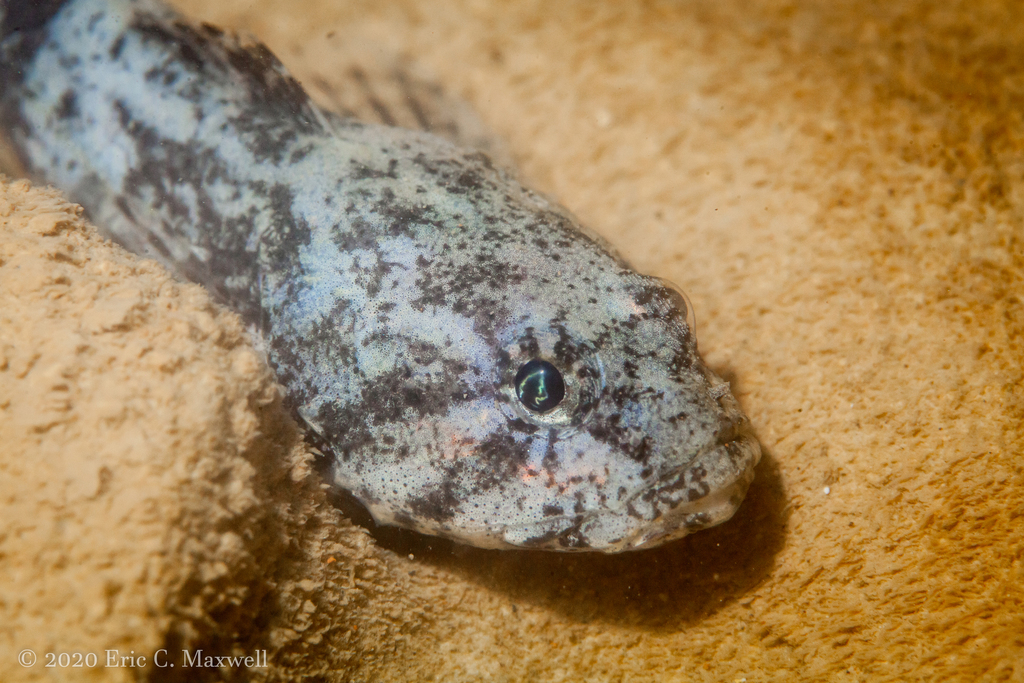 Typical Sculpins (Cottidae) - Marine Life Identification