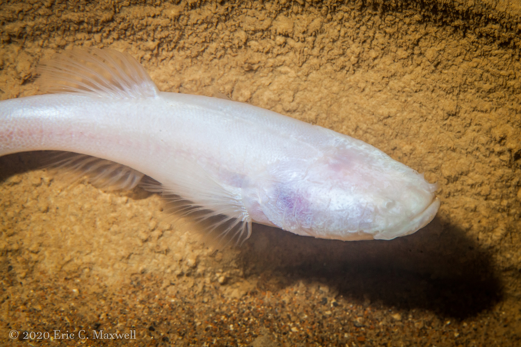 Hoosier Cavefish in November 2020 by Eric C. Maxwell · iNaturalist
