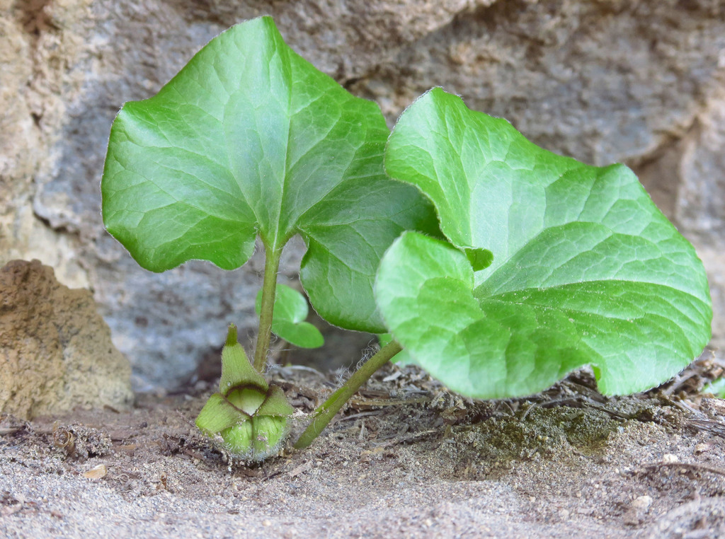green-flowered wild ginger from Mt. McLoughlin on July 13, 2019 at 12: ...