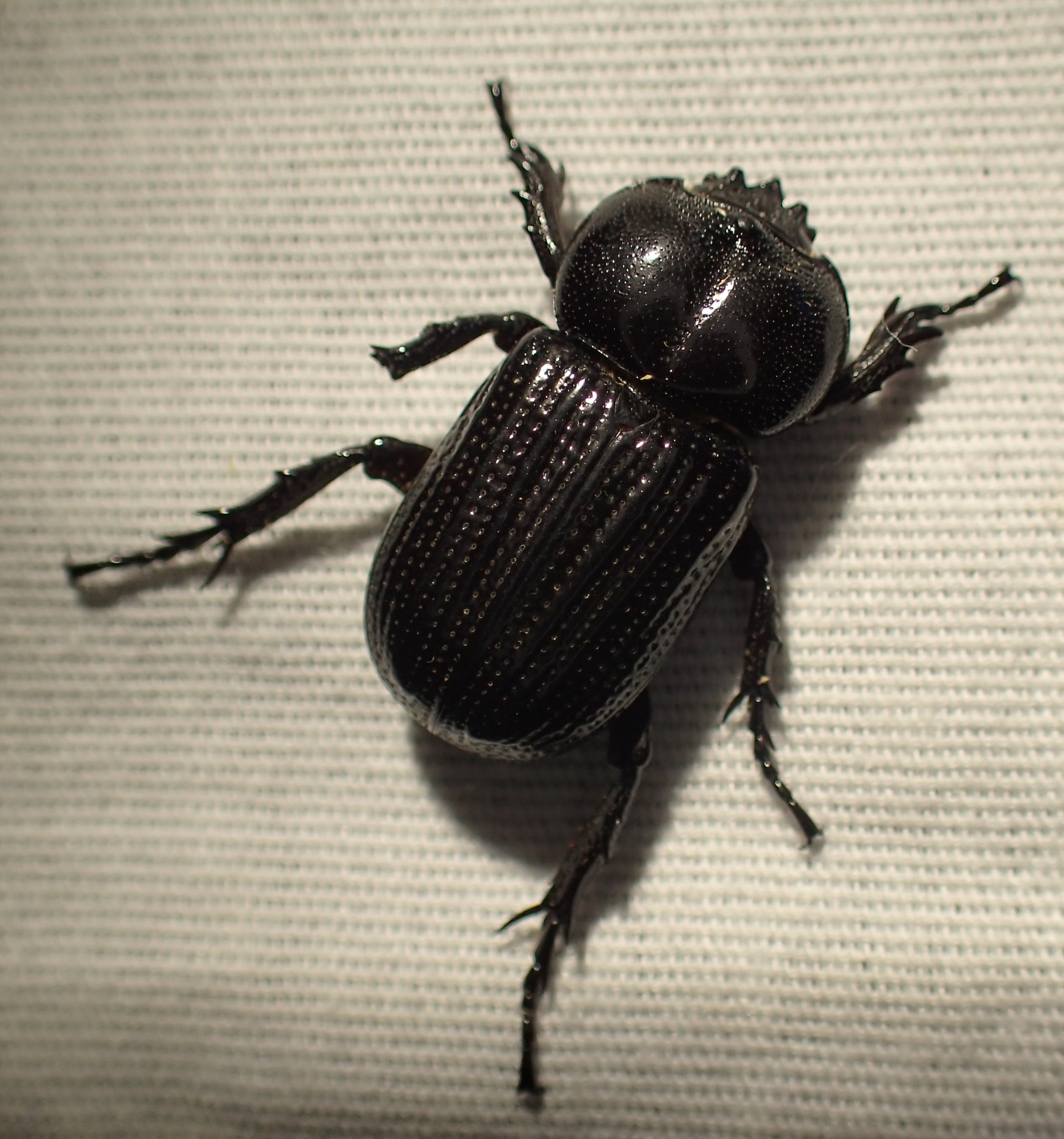 What is this beetle? Found in Alabama (already passed) : r/whatsthisbug