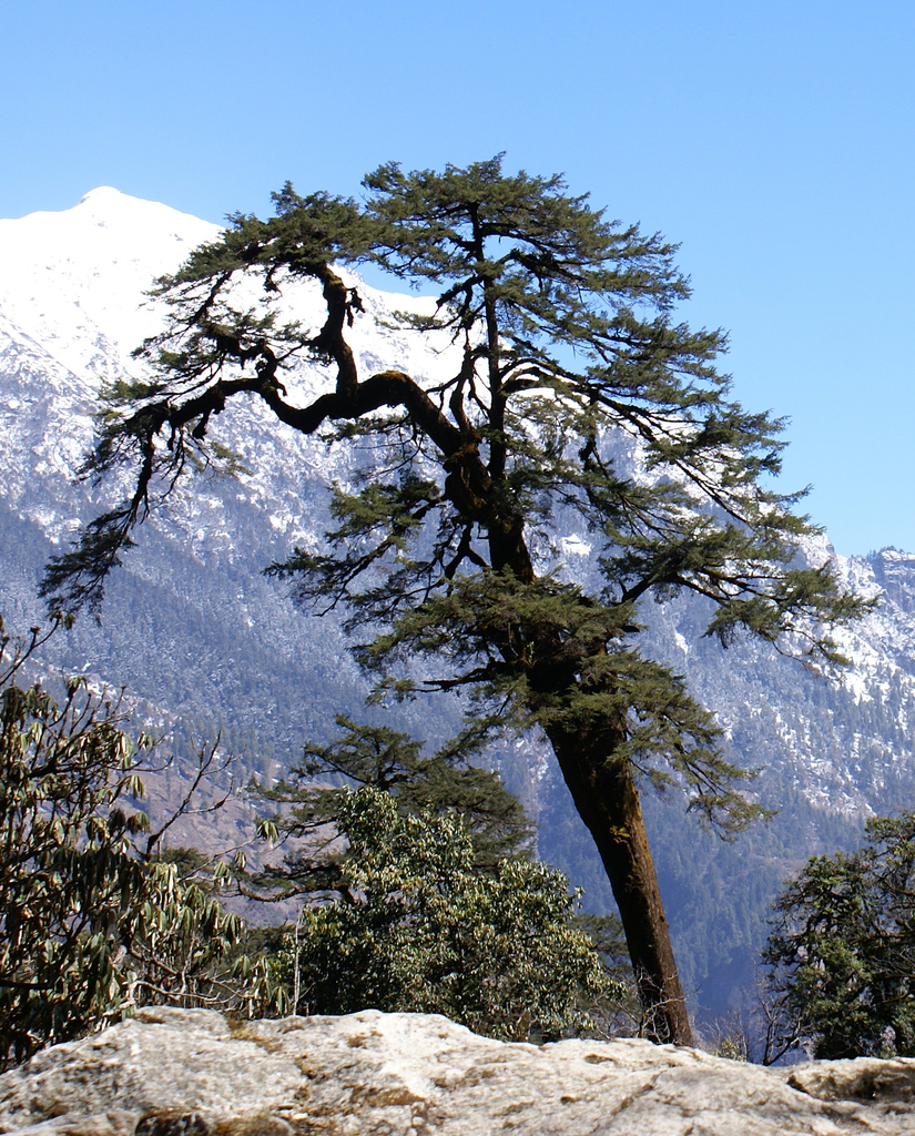 Himalayan hemlock (Tsuga dumosa) - Botanical Realm