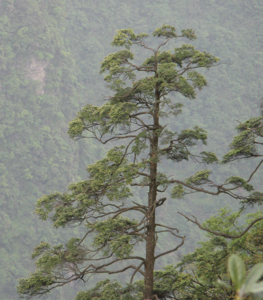Himalayan hemlock (Tsuga dumosa) - Botanical Realm