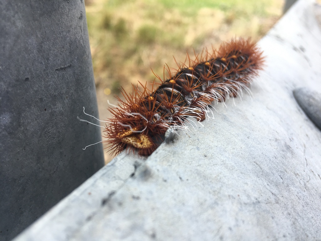 Batwing Moth from Dromana, VIC, AU on December 08, 2020 at 01:27 PM by ...