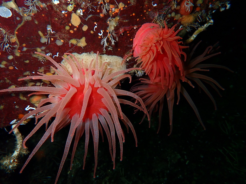 Cribrinopsis fernaldi Siebert & Spaulding, 1976