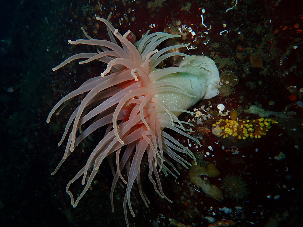 Cribrinopsis fernaldi Siebert & Spaulding, 1976