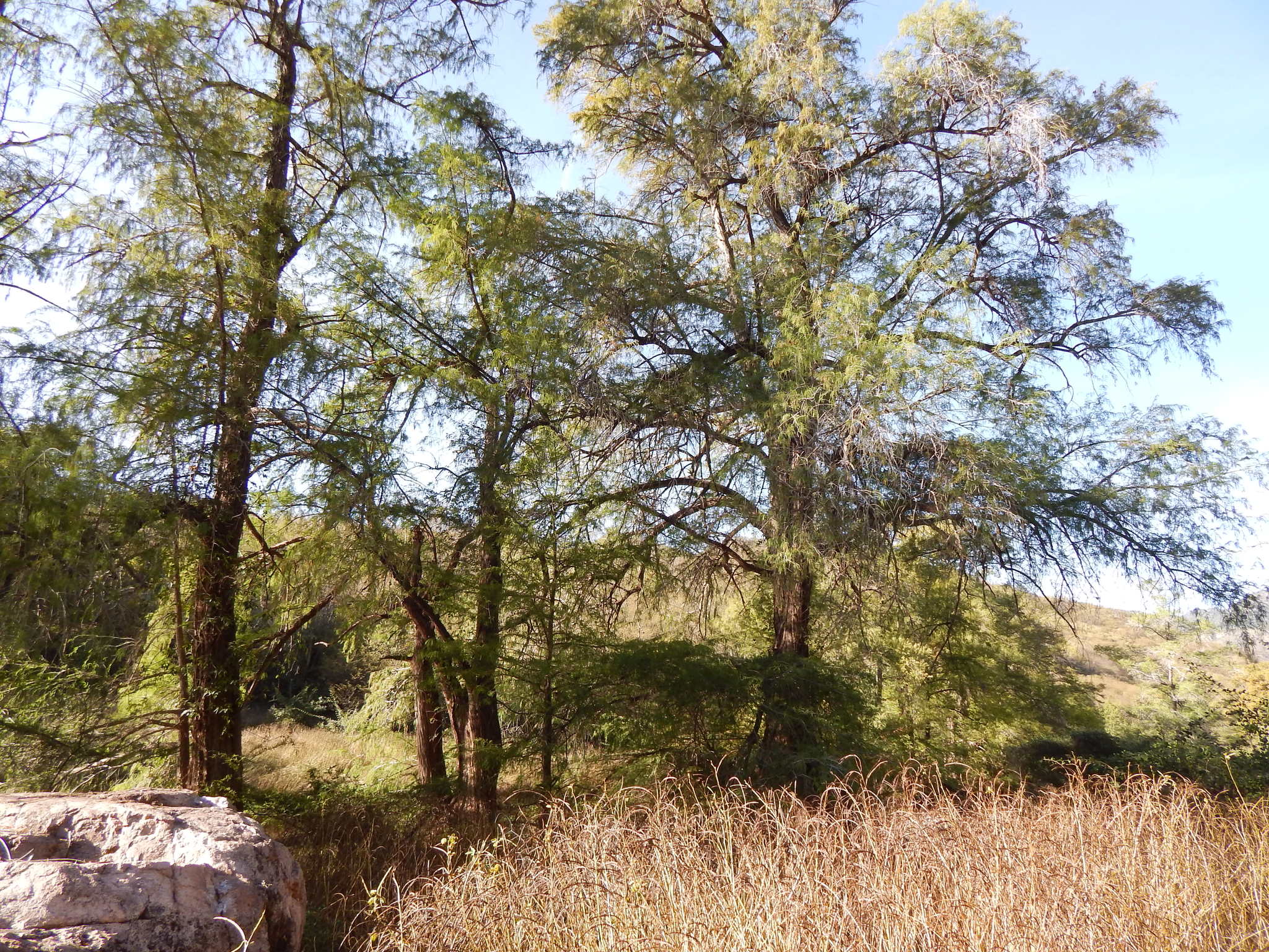 File:Taxodium Mucronatum La Turbina Wikimedia Commons, 49% OFF