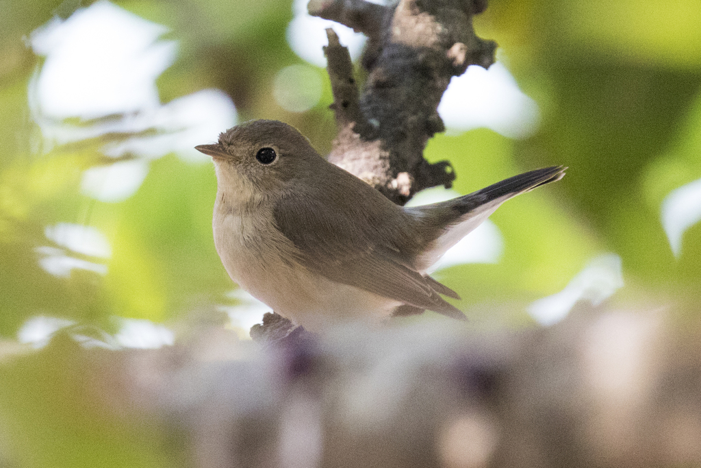 Red-breasted Flycatcher from Hong Kong on December 1, 2020 at 12:44 PM ...