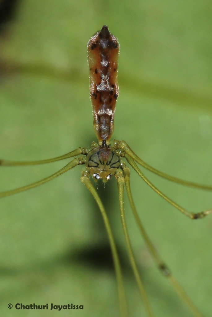 Tissahamia ethagala from Batapola on December 7, 2020 at 04:56 PM by ...