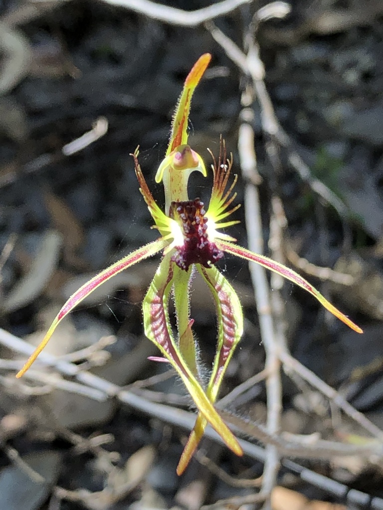 club-lipped spider orchid in December 2020 by Georgie Elliott · iNaturalist