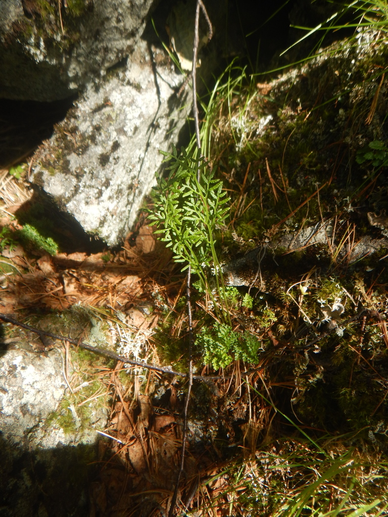 Cryptogramma raddeana from Zeyskiy rayon, RU-AM, RU on August 7, 2020 ...