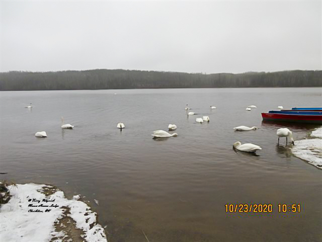 Trumpeter Swan from Timiskaming District, ON, Canada on October 23 ...