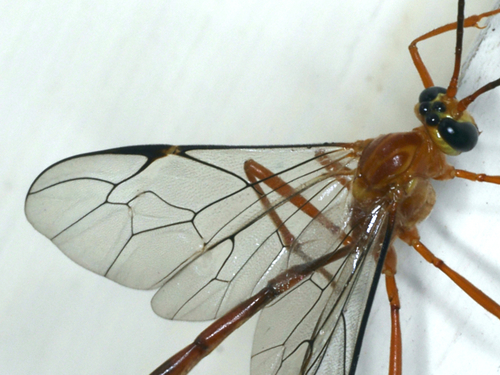 Genus Leptophion · iNaturalist United Kingdom