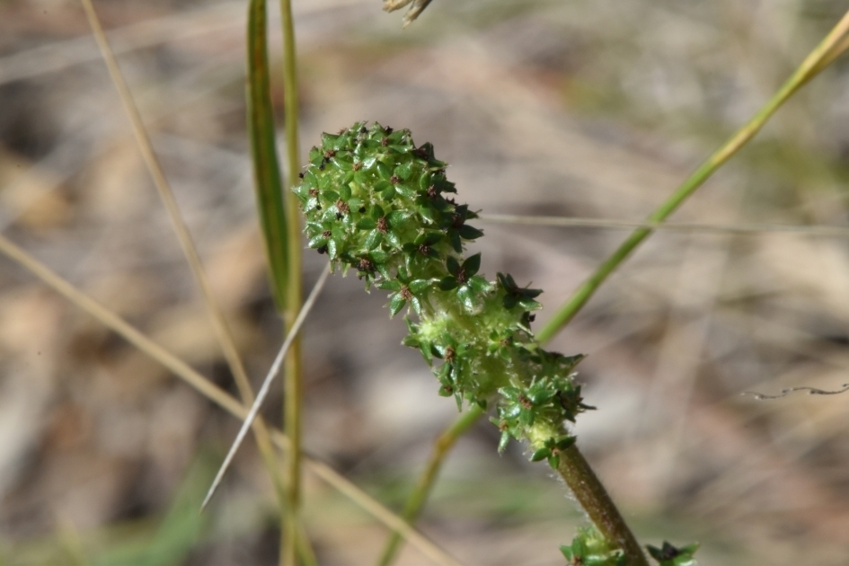 Bidibid from Leopold VIC 3224, Australia on December 04, 2020 at 09:23 ...