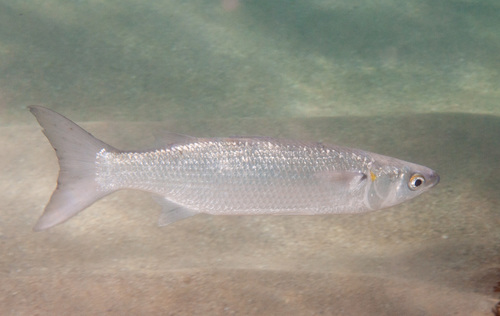Sea Mullet (Fishes of Cabbage Tree Bay Aquatic Reserve, Sydney ...