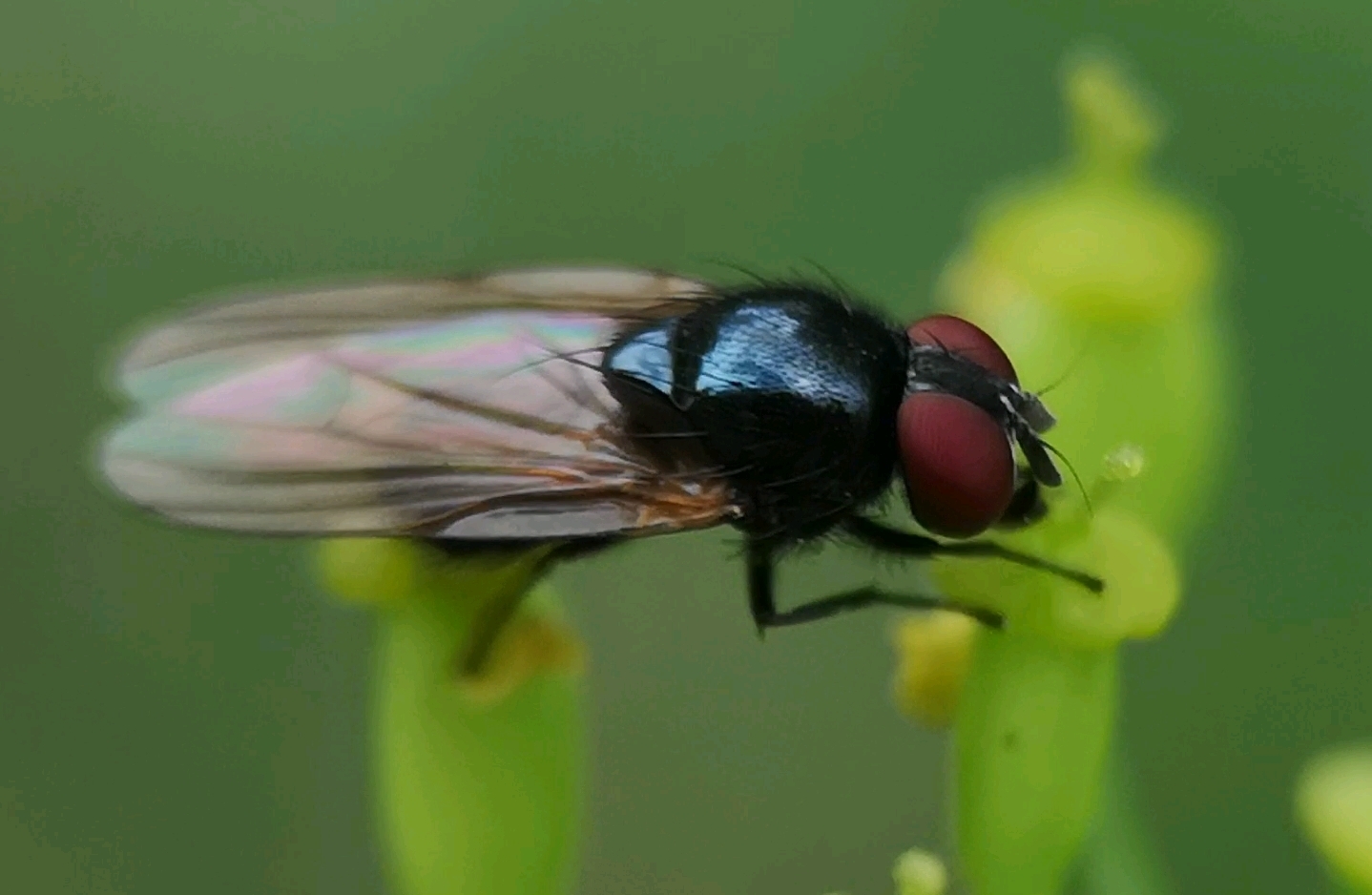 Silba fumosa (Egger, 1862)
