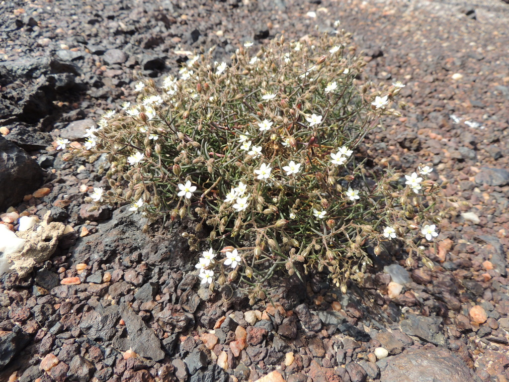 Sand-Spurries from Namakwa, South Africa on October 02, 2015 at 12:10 ...