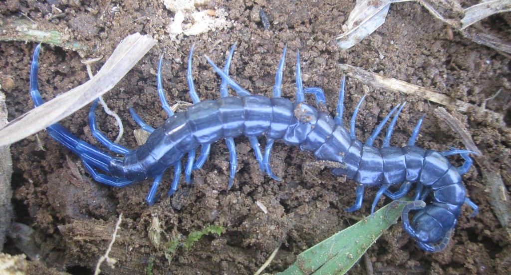 Blue-Legged Centipede (Myriapods of Loreto, Peru) · iNaturalist