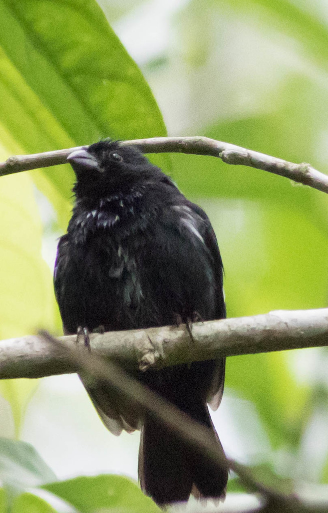 Sporophila corvina corvina from Alajuela Province, San Carlos, Costa ...