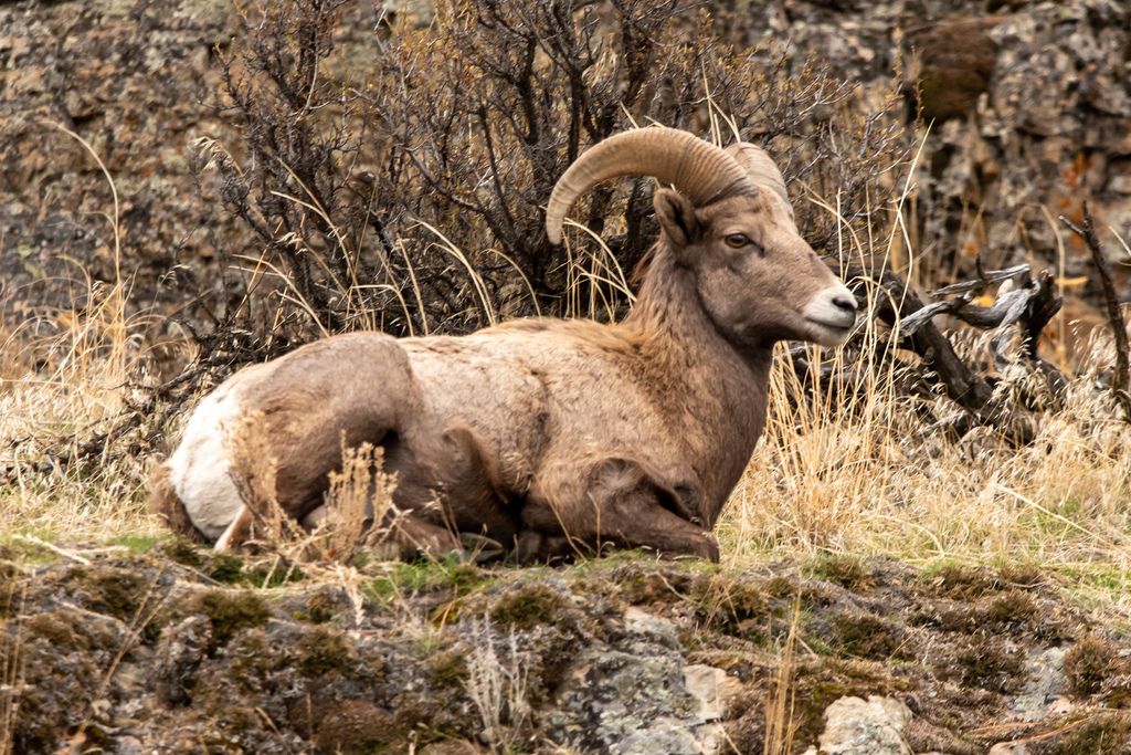 Rocky Mountain Bighorn Sheep (Ovis canadensis canadensis) - Know Your ...