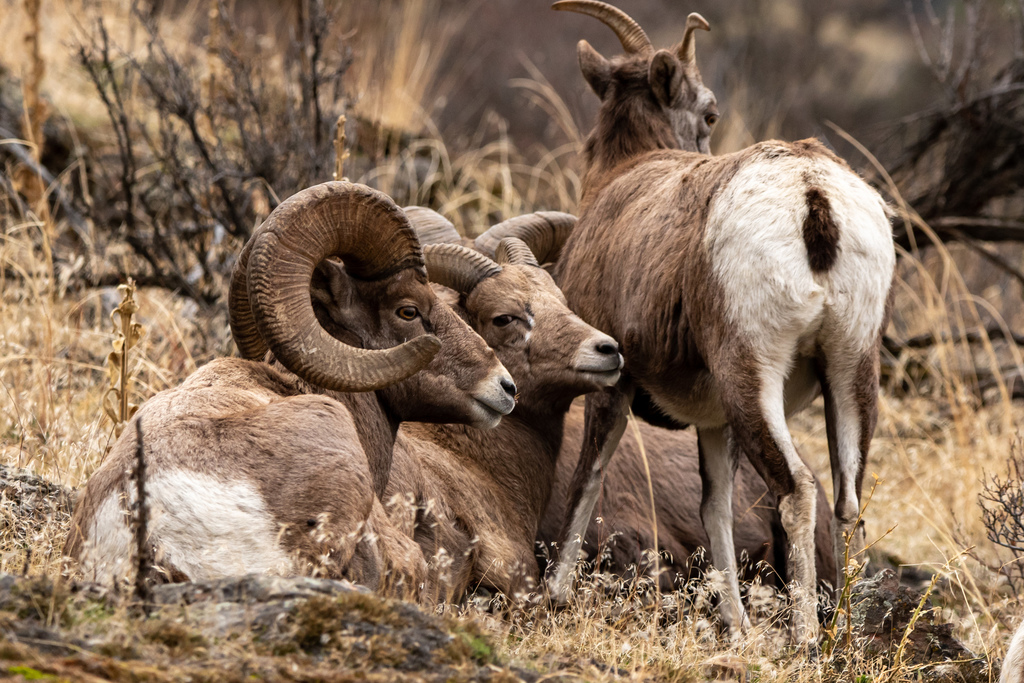 Rocky Mountain Bighorn Sheep (Ovis canadensis canadensis) - Know Your ...