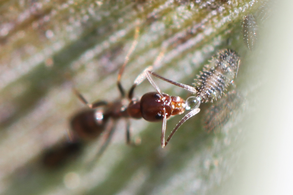 Argentine Ant (Invasive Species of Texas) · iNaturalist