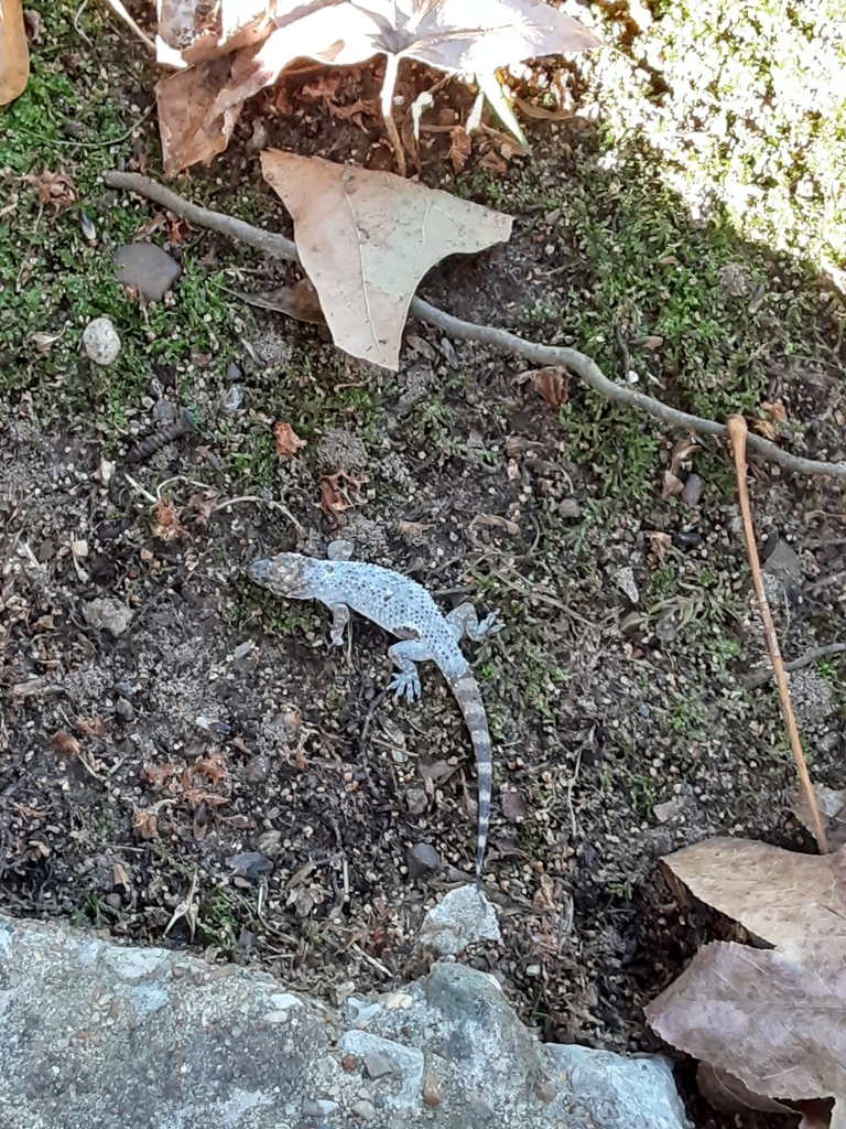 Mediterranean House Gecko from Longview, TX, USA on December 08, 2020 ...