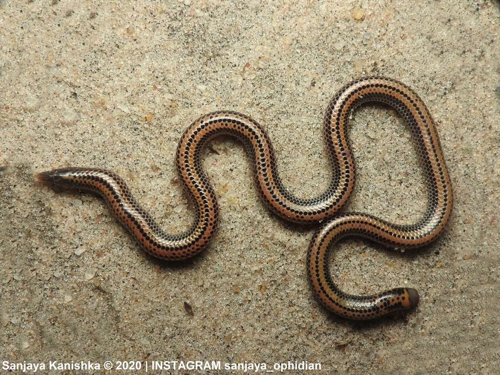Müller's Earth Snake in December 2020 by Sanjaya Kanishka. Rhinophis ...