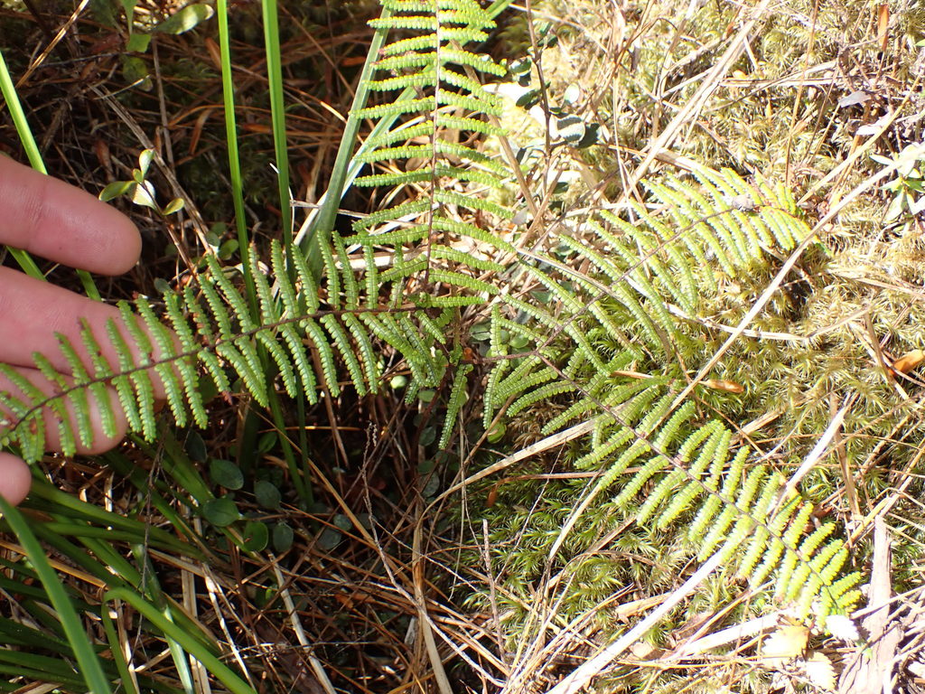 scrambling coral-fern from Clutha District, Otago, New Zealand on ...