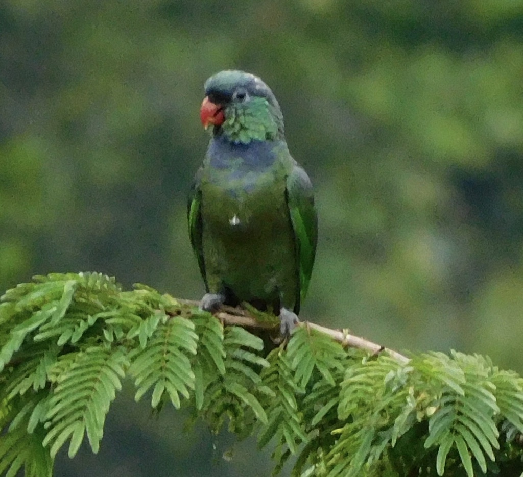 Red-billed Parrot (Pionus sordidus) - Avian Discovery