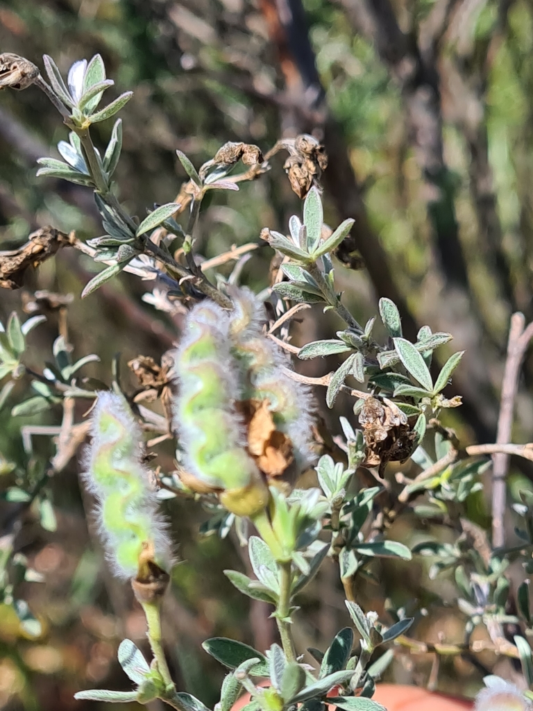 Anonymous Renosterpea from Drakenstein Municipality, South Africa on ...