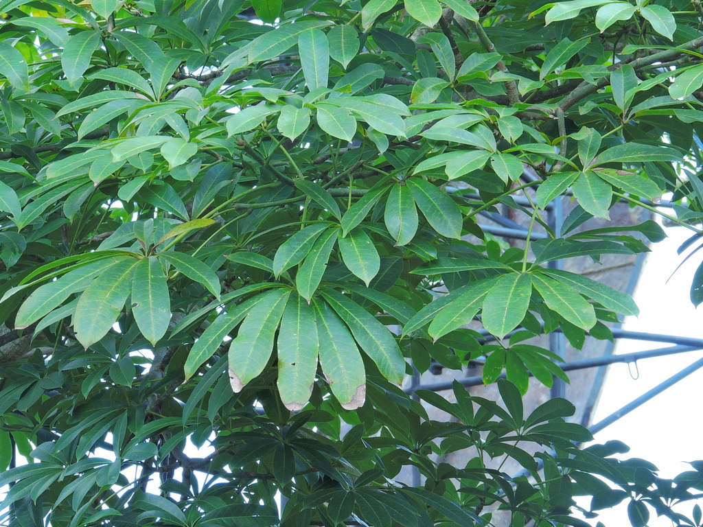 Barrigon Kapoktree (Pseudobombax septenatum) - Botanical Realm