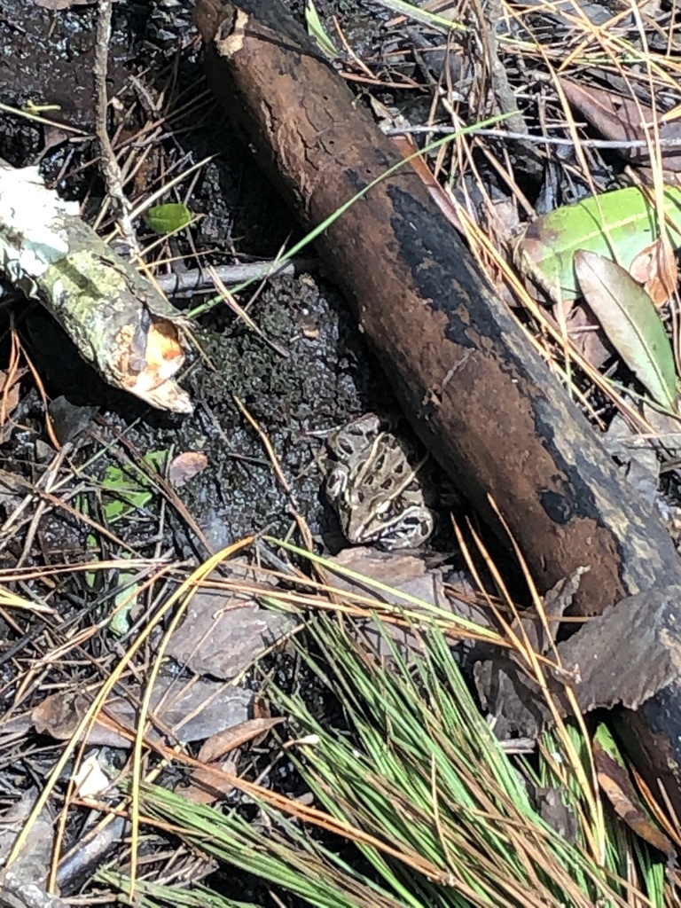 Southern Leopard Frog from Carolina Beach State Park, Carolina Beach ...