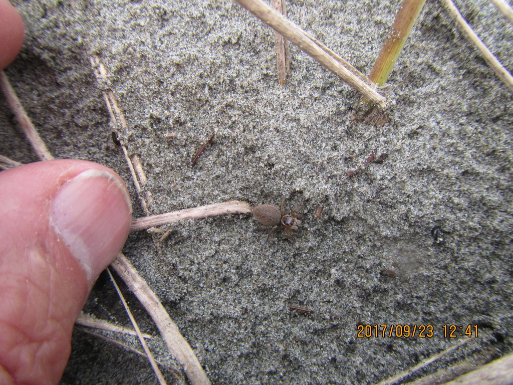White Banded House Jumper from Horowhenua, Manawatu-Wanganui, New ...