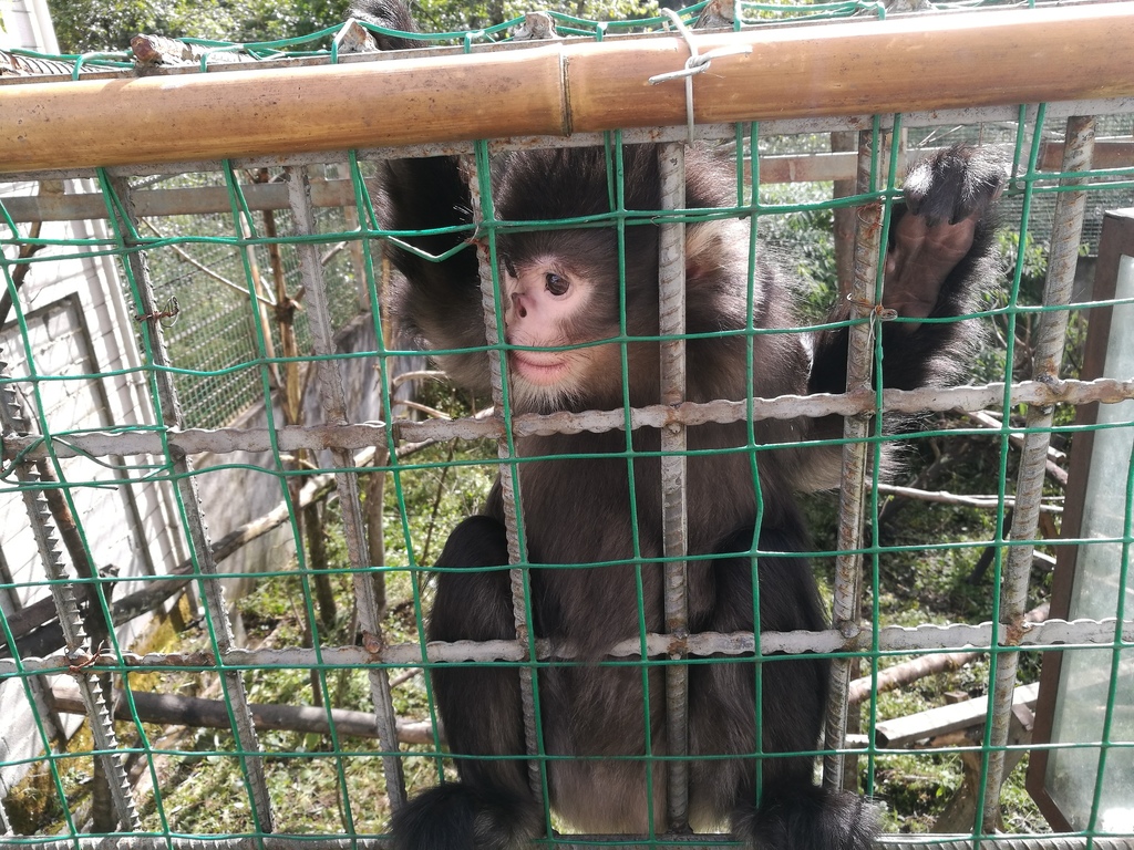 Burmese Snub-nosed Monkey in October 2016 by yinghuang. cof · iNaturalist