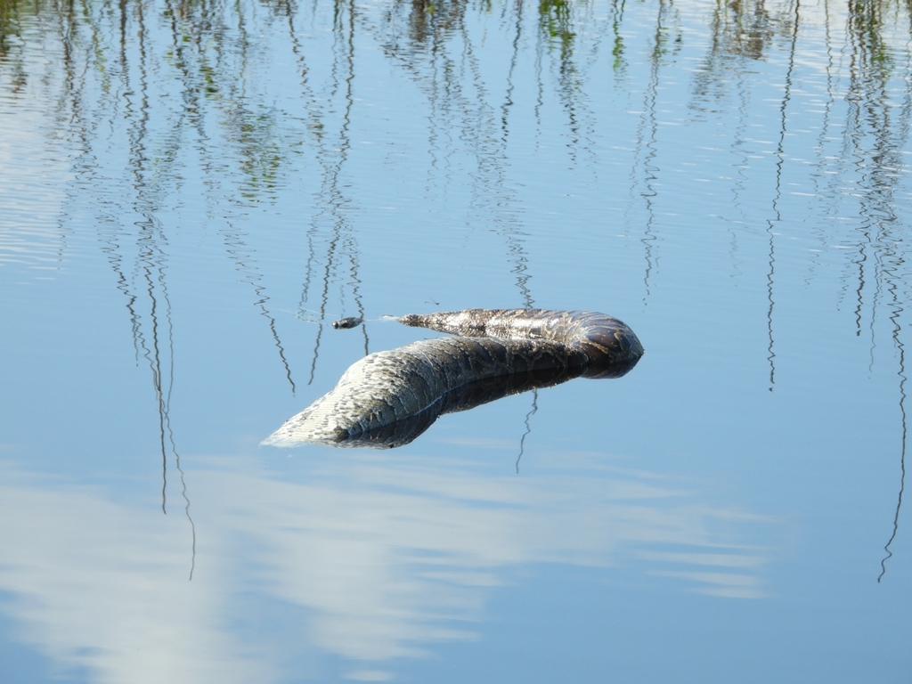 Burmese Python from Broward County, FL, USA on February 17, 2020 at 10: ...