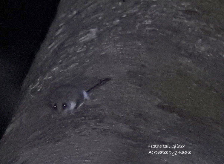 Feather-tailed Glider from Mount Glorious, QLD 4520, Australia on ...
