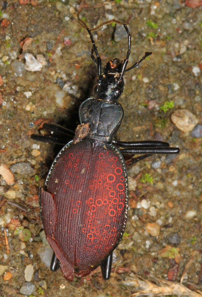 Narrow-collared Snail-eating Beetle from 3638 Lumby-Mabel Lake Rd ...