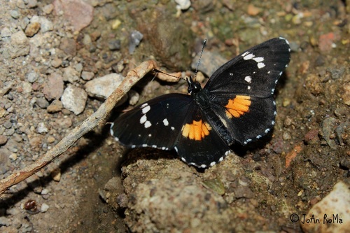 (Chlosyne rosita subsp. montana)
