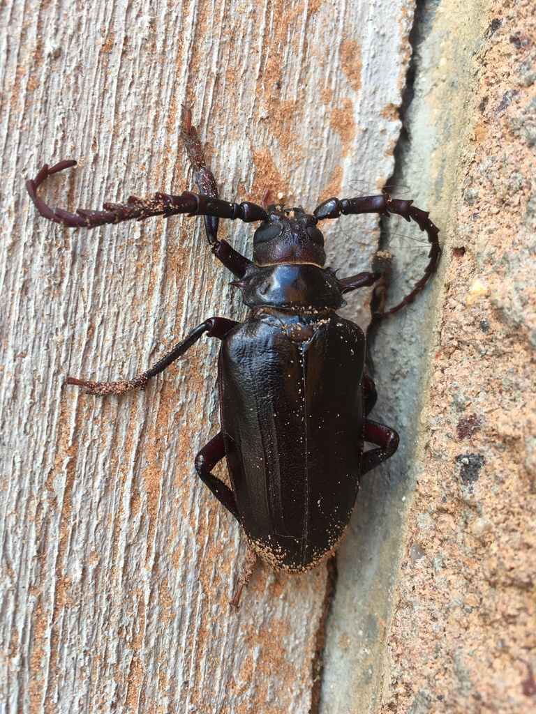 Prionus heroicus (Longhorn Beetles of the United States Pt.2) · iNaturalist
