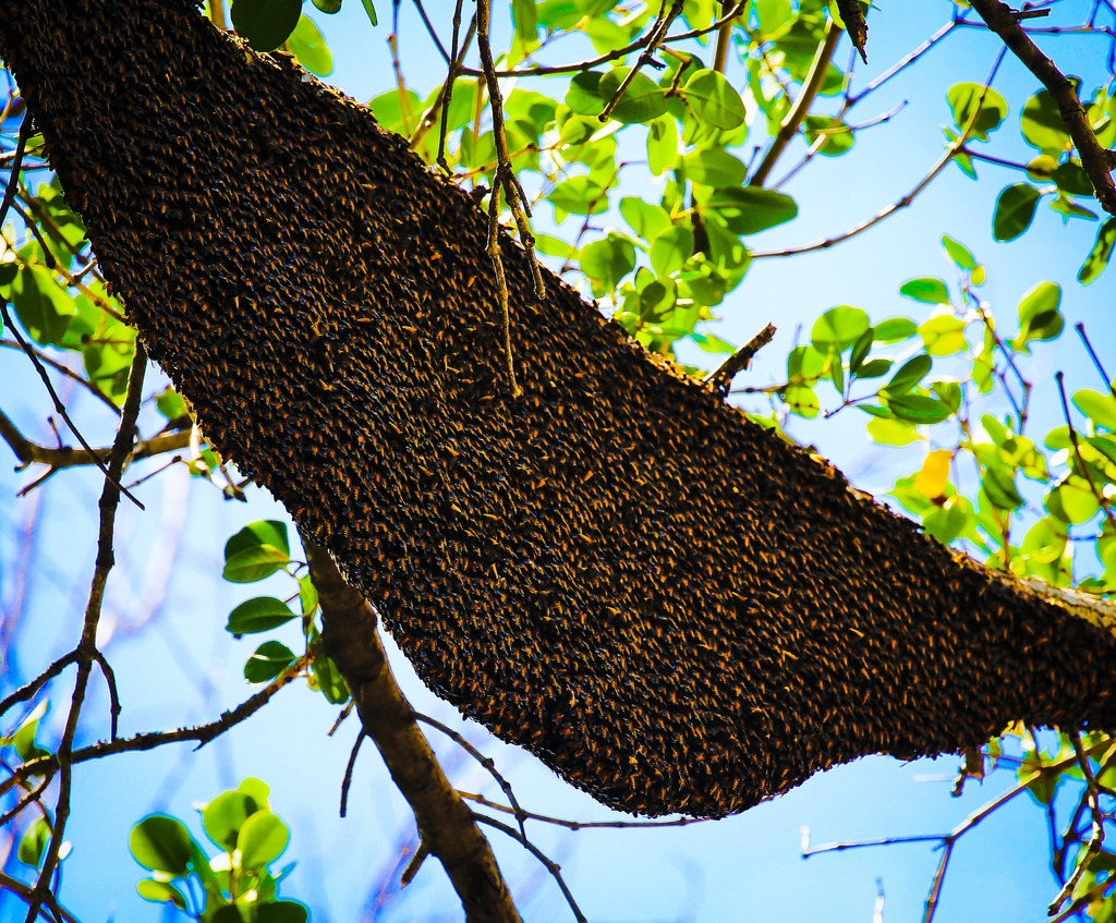 Giant Honey Bee from Metinaro, Timor-Leste on September 12, 2016 at 11: ...