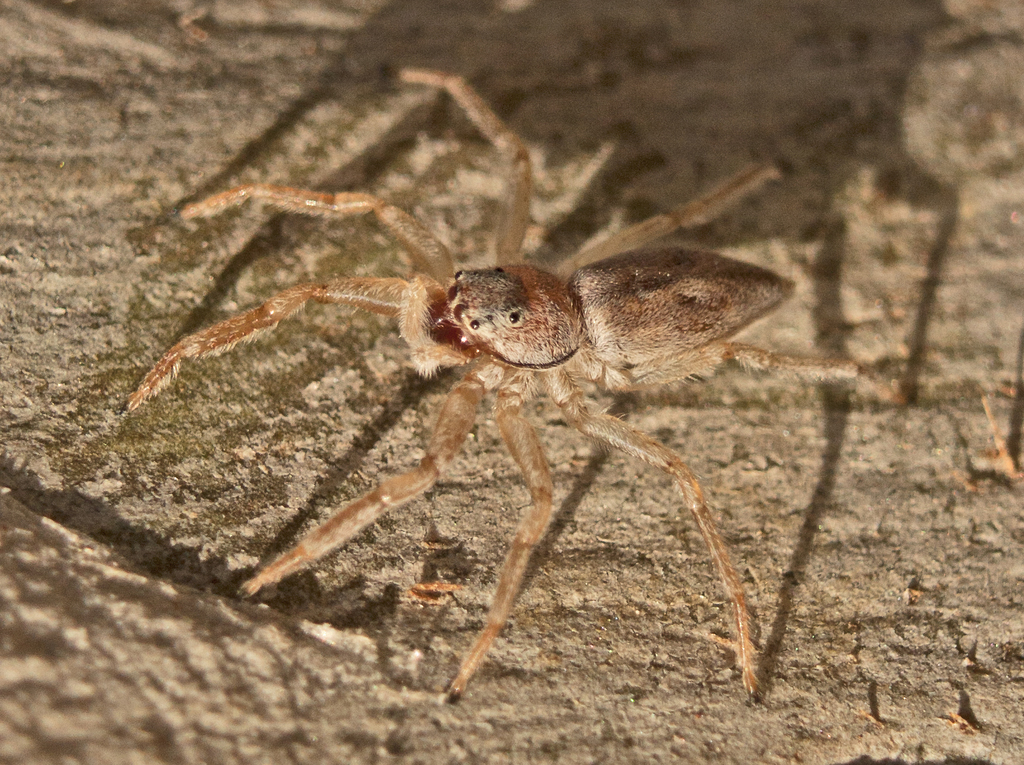 Flat-white Jumping Spider from 1186 Nudgee Rd, Nudgee QLD 4014 ...