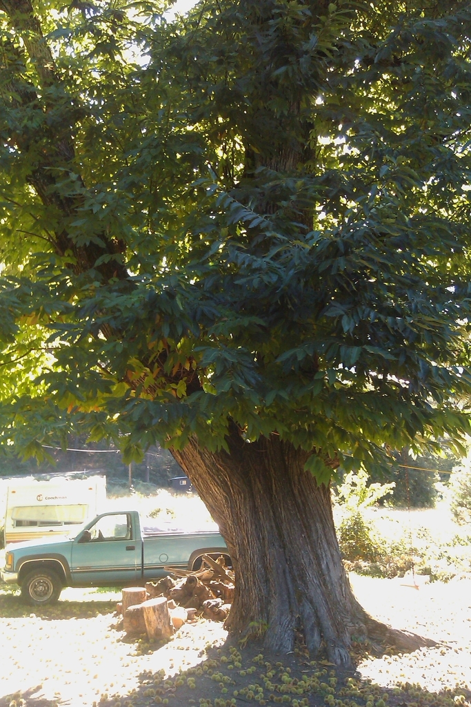 American chestnut from Horse Creek, CA 96050, USA on October 5, 2010 at ...