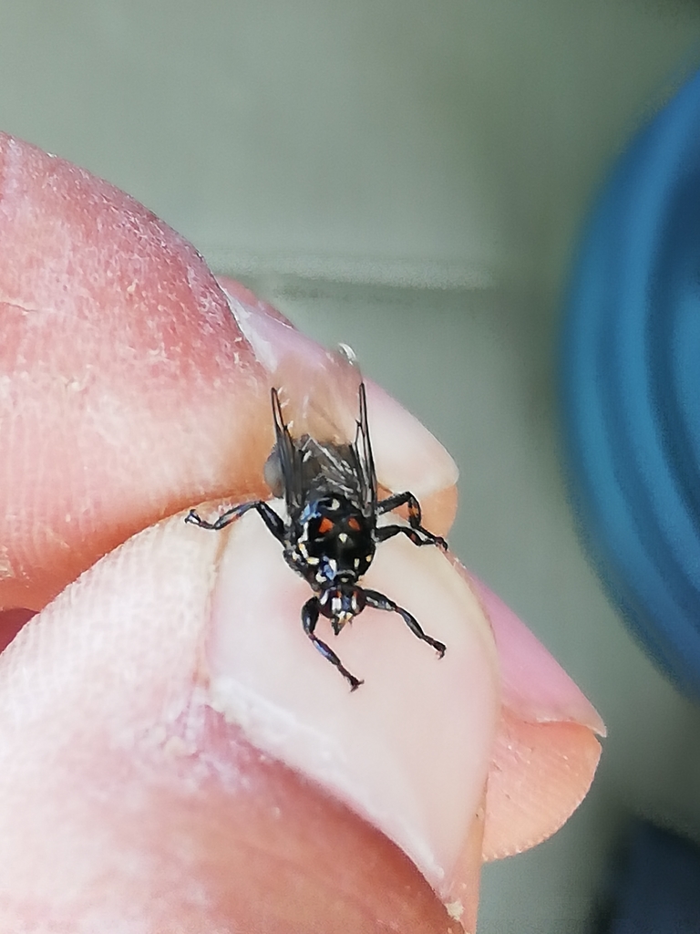 Ostrich Louse Fly from Mossel Bay Local Municipality, South Africa on ...