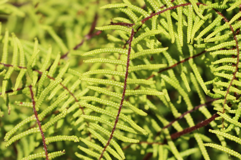 scrambling coral-fern from Mount Compass SA 5210, Australia on December ...