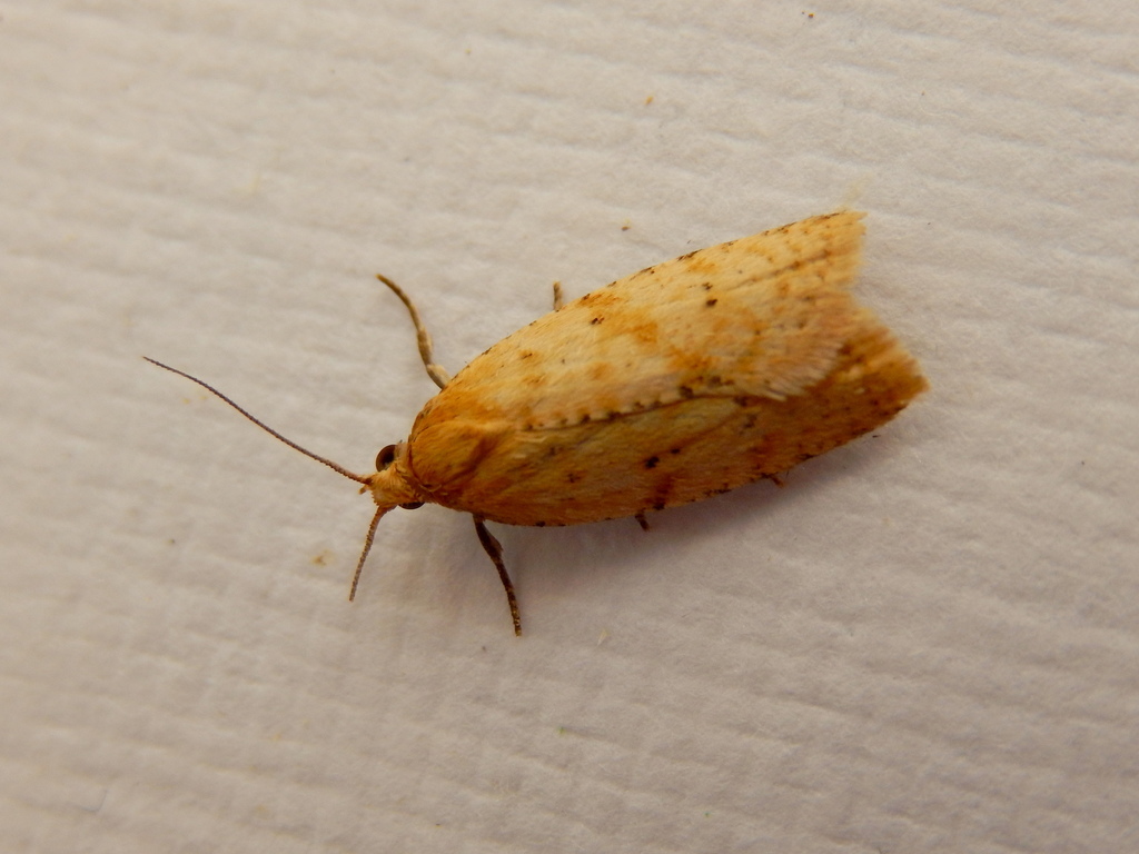 Clepsis therina from Sydney NSW, Australia on December 09, 2020 at 09: ...