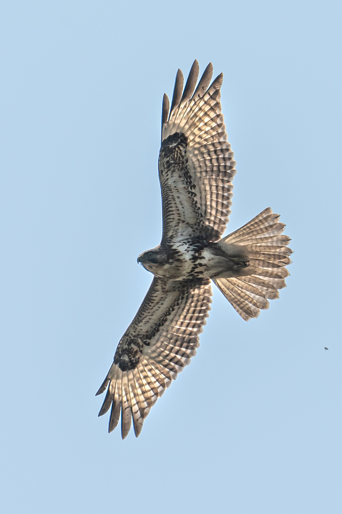Eastern Buzzard in December 2020 by Kelvin Joshua Che · iNaturalist